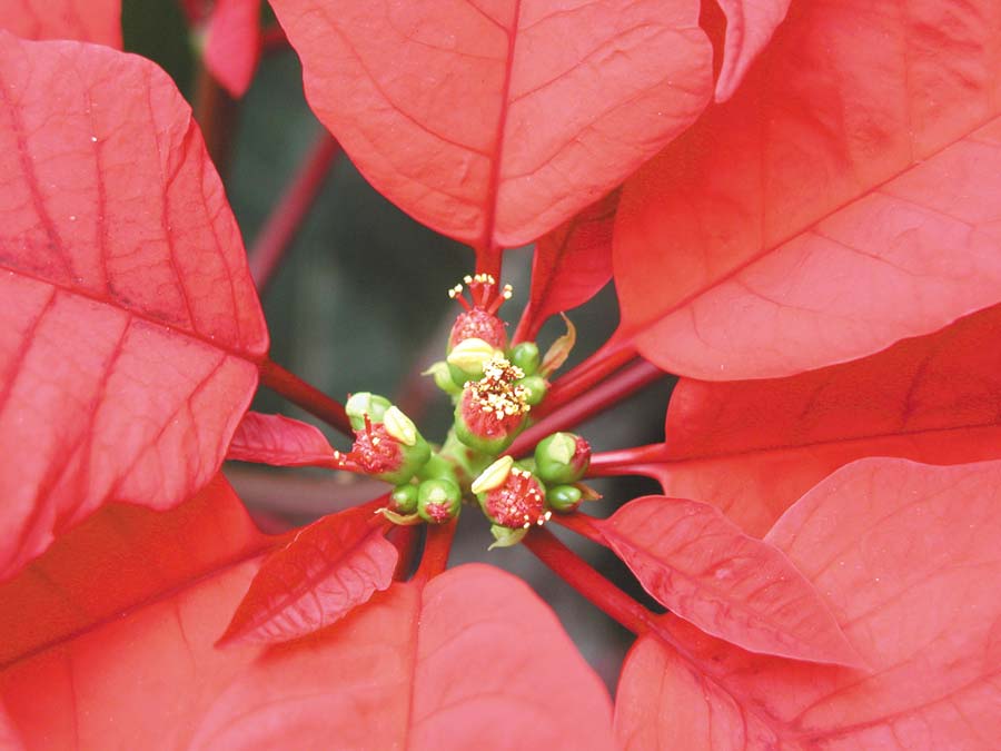 There’s more to poinsettias than leaves | News, Sports, Jobs - The ...